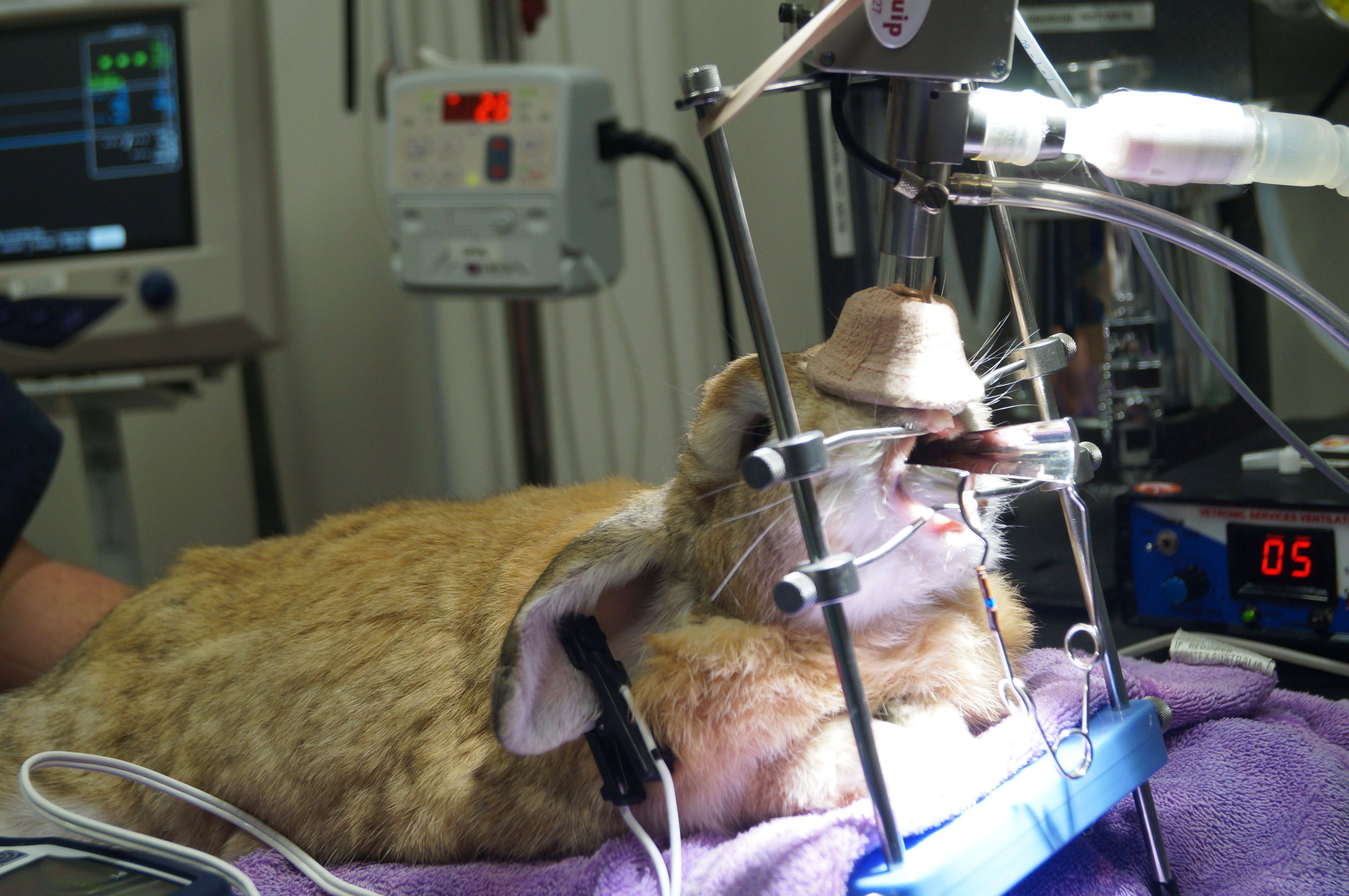 Diagnostic Imaging Of Dental Disease In Pet Rabbits And Rodents at ...