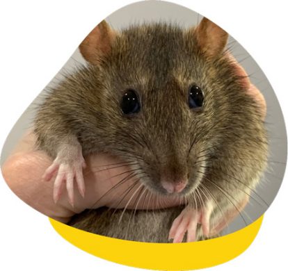 Lumps and Bumps in Mice and Rats - Should You Visit a Vet?