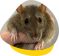 Lumps and Bumps in Mice and Rats - Should You Visit a Vet?
