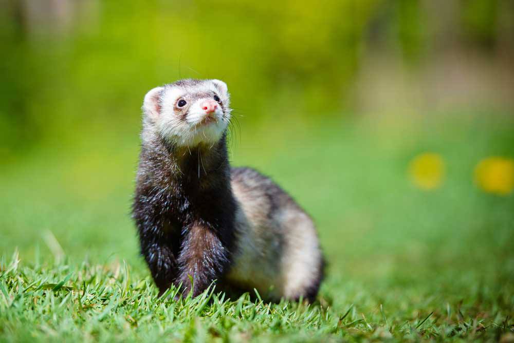 Ferret Vet Clinic in Perth & Melbourne | The Unusual Pet Vets