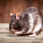 Exotic Pet Vets | The Unusual Pet Vets | Vets for Rabbits, Birds & More ...