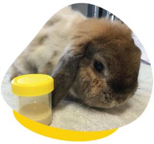 Causes of Urinary Stones & Sludge in Guinea Pigs & Rabbits