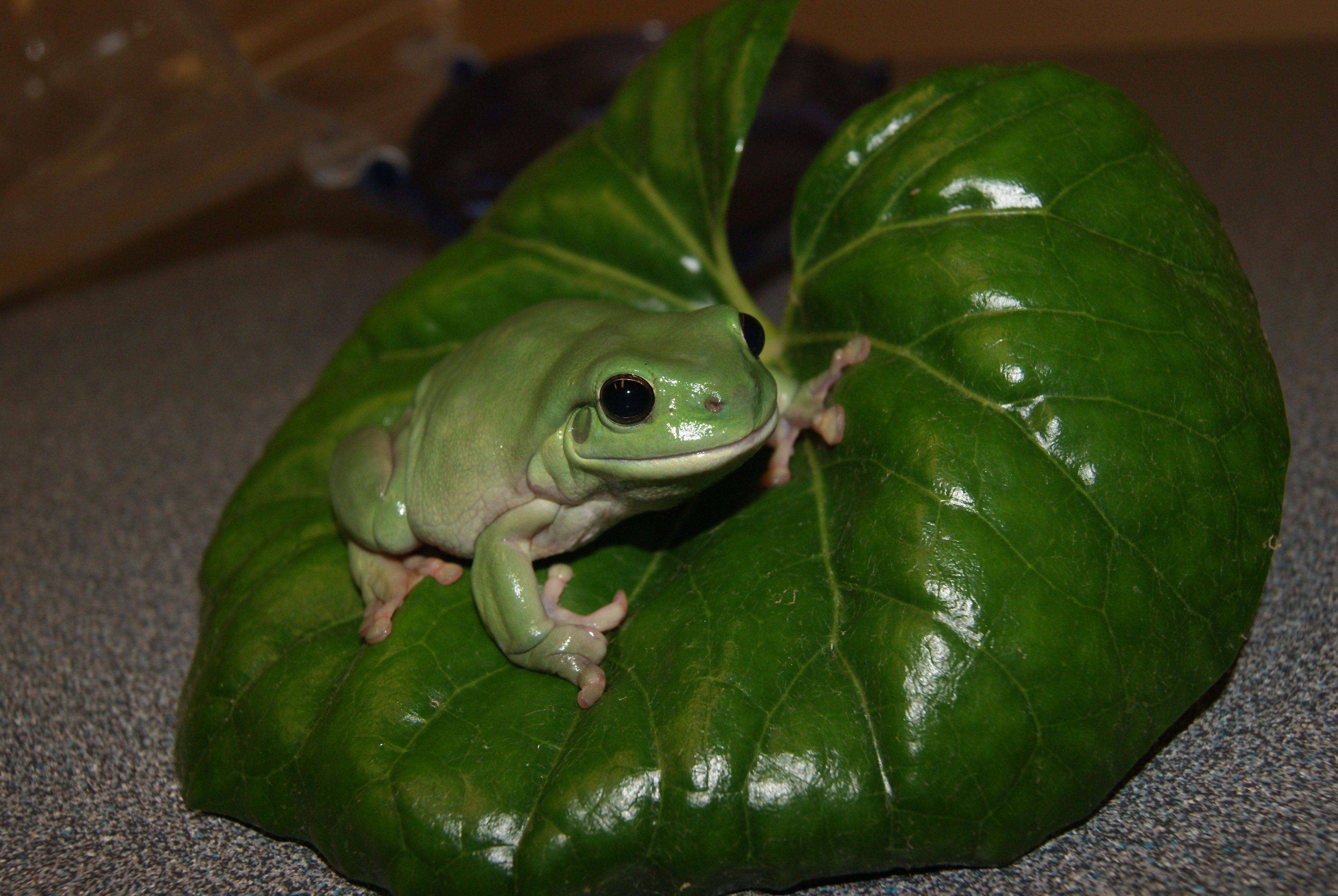Perth & Melbourne's Trusted Amphibian Vets (Frogs & Axolotl)