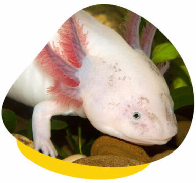 Amphibian FAQ (Types, Diet, Husbandry, Life Cycle & More)