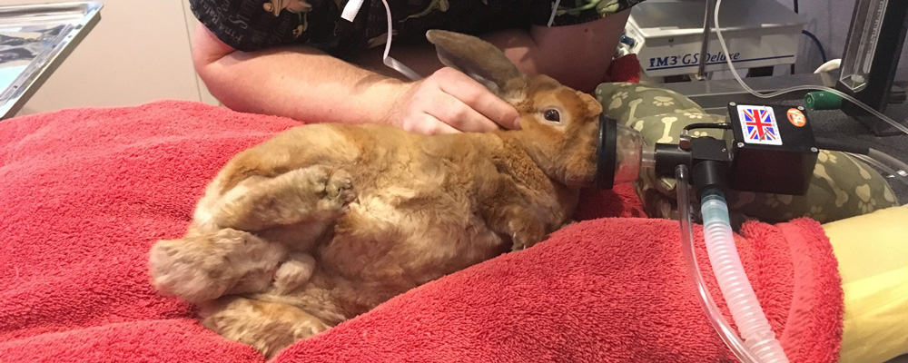 Louie & Fae's Ear Problems [Rabbit Ear Infection Case Study]