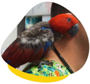 Feather Destructive Behaviour in Birds (The Causes & Treatment)