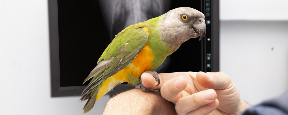 Feather Destructive Behaviour in Birds (The Causes & Treatment)