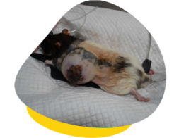 Lumps and Bumps in Mice and Rats - Should You Visit a Vet?