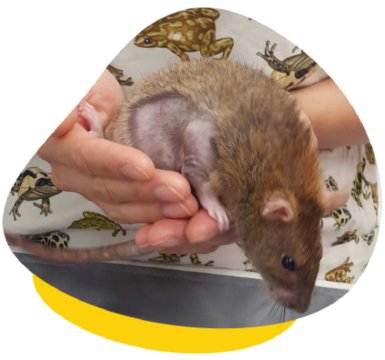 Lumps and Bumps in Mice and Rats - Should You Visit a Vet?