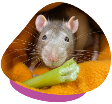 Lumps and Bumps in Mice and Rats - Should You Visit a Vet?