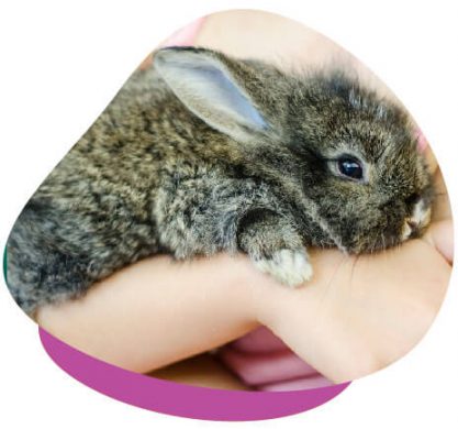 Caring For Pet Rabbits - Your Complete Guide for Bunny Care