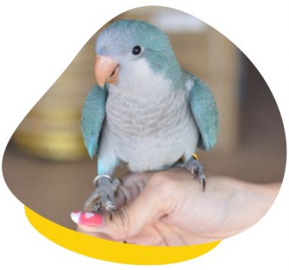 Behavioural Training For Birds (Train Your Pet Bird at Home)