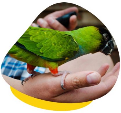 Behavioural Training For Birds (Train Your Pet Bird at Home)