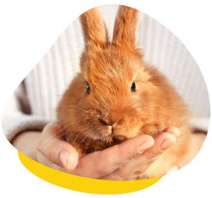 Caring For Pet Rabbits - Your Complete Guide for Bunny Care