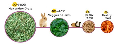 Caring For Pet Rabbits - Your Complete Guide for Bunny Care