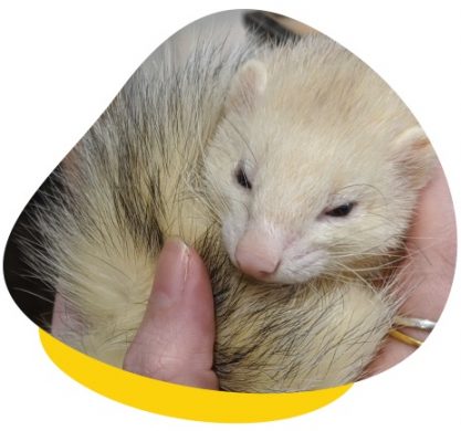 Sneezing & Coughing In Ferrets (Causes & Treatment)