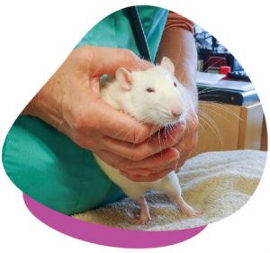 Causes, Symptoms and Treatment of Respiratory Disease in Rats