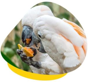 Common Household Items That Are Highly Toxic to Birds