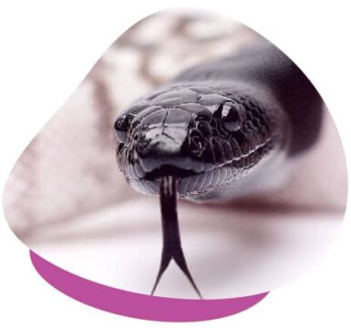 Reptile Viruses in Australia (Found in Snakes & Lizards )