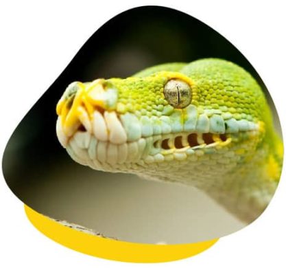 Reptile Viruses in Australia (Found in Snakes & Lizards )