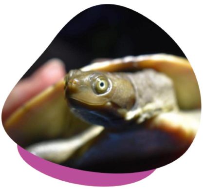 Turtle PaddleStart Package (Health Checks, Microchipping & More)