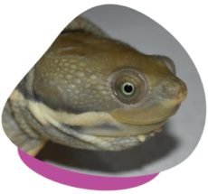 Turtle PaddleStart Package (Health Checks, Microchipping & More)