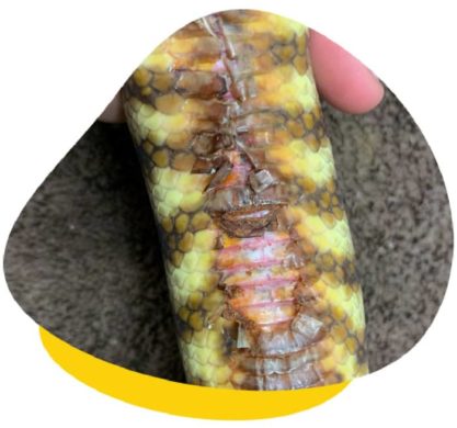 Thermal Burns in Reptiles (Causes, Symptoms & Prevention)