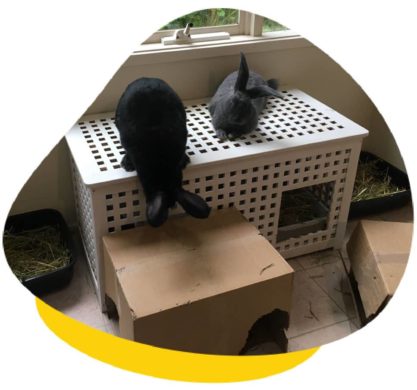 How to Create an Indoor Setup For a House Rabbit