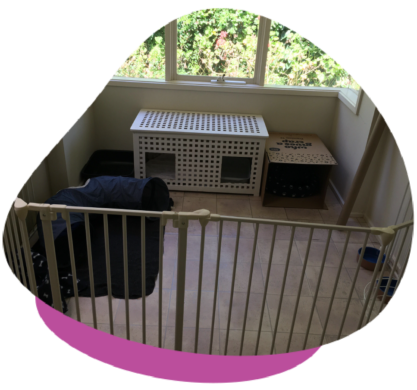 How to Create an Indoor Setup For a House Rabbit