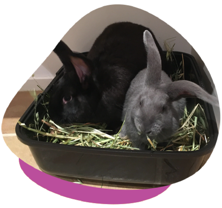 How to Create an Indoor Setup For a House Rabbit