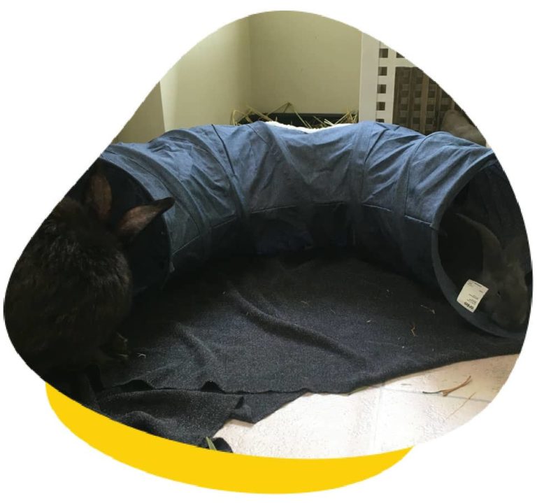 How to Create an Indoor Setup For a House Rabbit