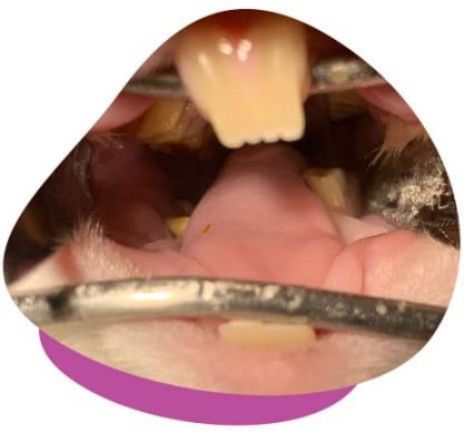 Dentistry Services - Overcome Dental Disease in Exotic Pets