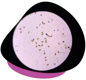 Faecal Testing - The Unusual Pet Vets