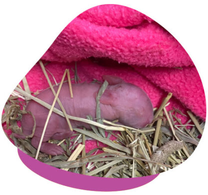 Hand-Raising Baby Rabbits - Feeding, Vaccinations & More