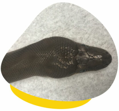 Caring For Olive Pythons - Housing, Feeding & More