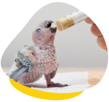 How to Hand Rear Companion Birds (Feeding, Weaning & Housing)