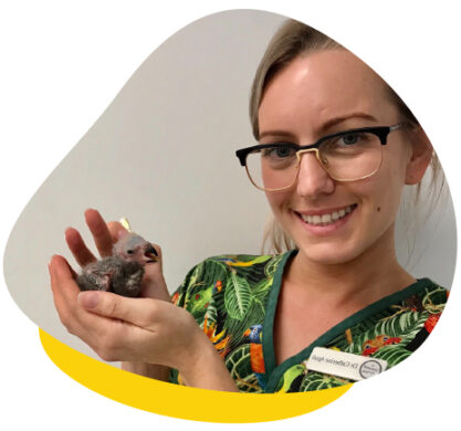 How to Hand Rear Companion Birds (Feeding, Weaning & Housing)