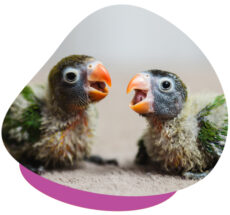 How to Hand Rear Companion Birds (Feeding, Weaning & Housing)