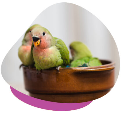 How to Hand Rear Companion Birds (Feeding, Weaning & Housing)