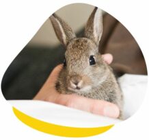 Desexing Your Rabbit: The Benefits, How the Procedure Works & Costs