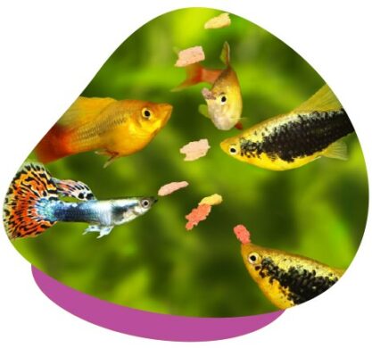 A Guide to Keeping Tropical Fish as Pets - Unusual Pet Vets