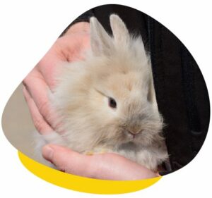 Rabbit Vaccinations and Viruses in Australia - Unusual Pet Vets