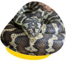 Carpet Pythons Care Sheet: Diet, Behaviour, Size and Enclosure