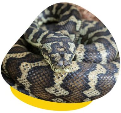 Carpet Pythons Care Sheet: Diet, Behaviour, Size and Enclosure