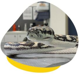 Carpet Pythons Care Sheet: Diet, Behaviour, Size and Enclosure