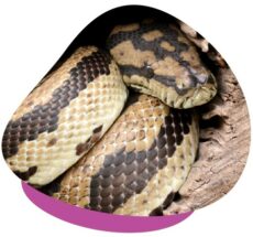 Carpet Pythons Care Sheet: Diet, Behaviour, Size and Enclosure