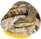 Carpet Pythons Care Sheet: Diet, Behaviour, Size and Enclosure