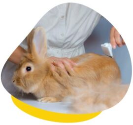Rabbit Grooming - Brushes, Kits and Nail Clipping: Complete Guide