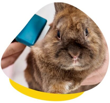 Rabbit Grooming - Brushes, Kits and Nail Clipping: Complete Guide