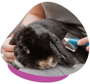 Rabbit Grooming - Brushes, Kits and Nail Clipping: Complete Guide